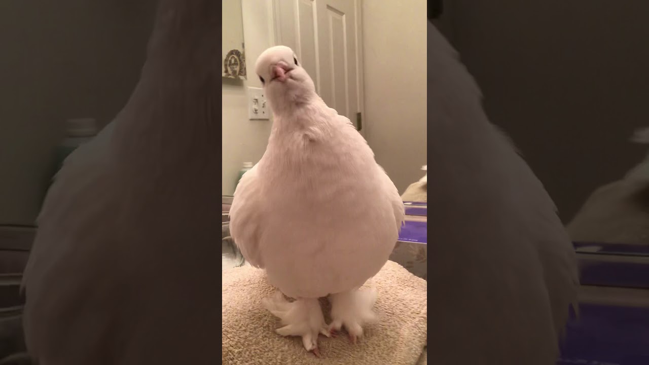 Fluffy pigeon - YouTube