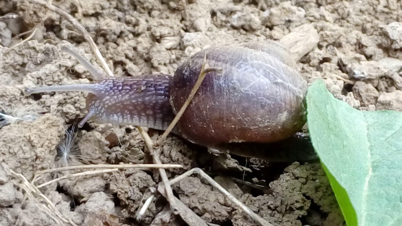 Clipe din viata unui melc - YouTube