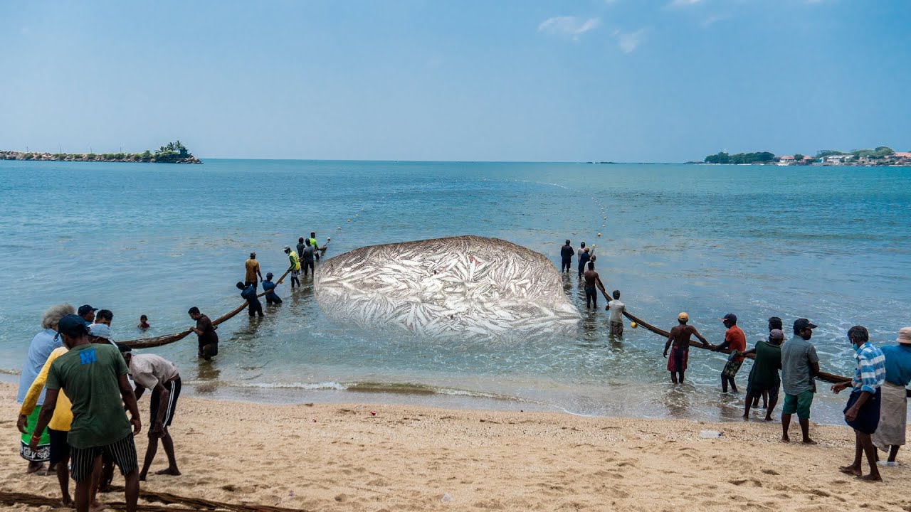 Beach Seine Fishing Catch Millions of Fish - YouTube