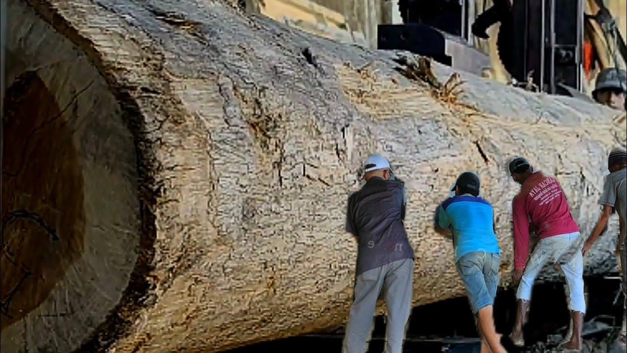 Sawing And Cutting Extraordinary Hardwood And Longest Wood | Sawmill ...