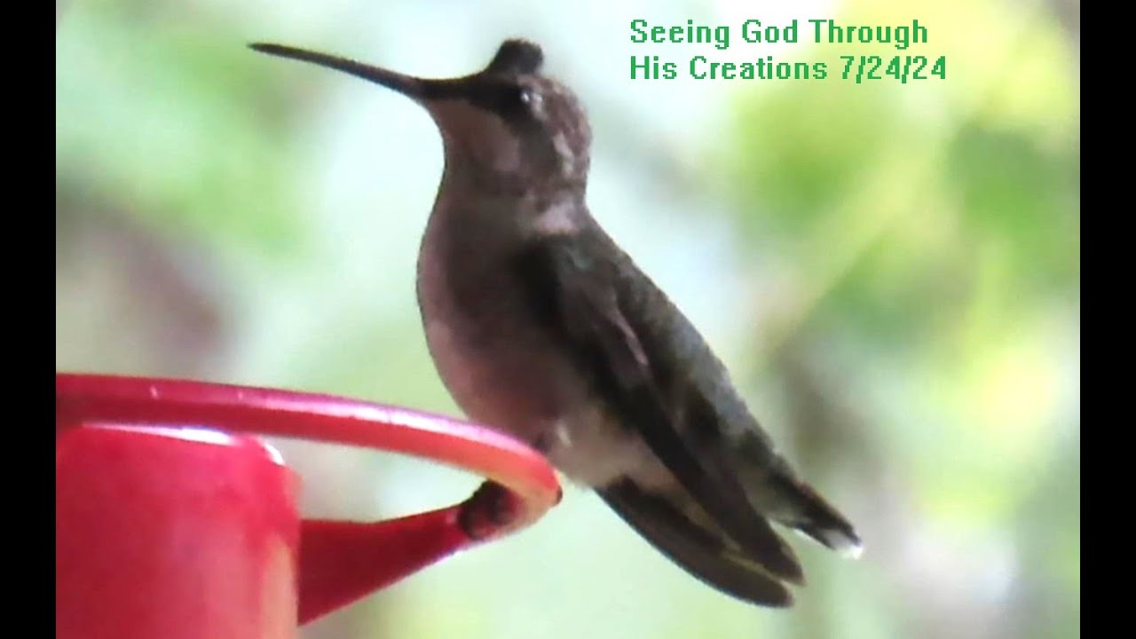 God's Hummingbirds - YouTube