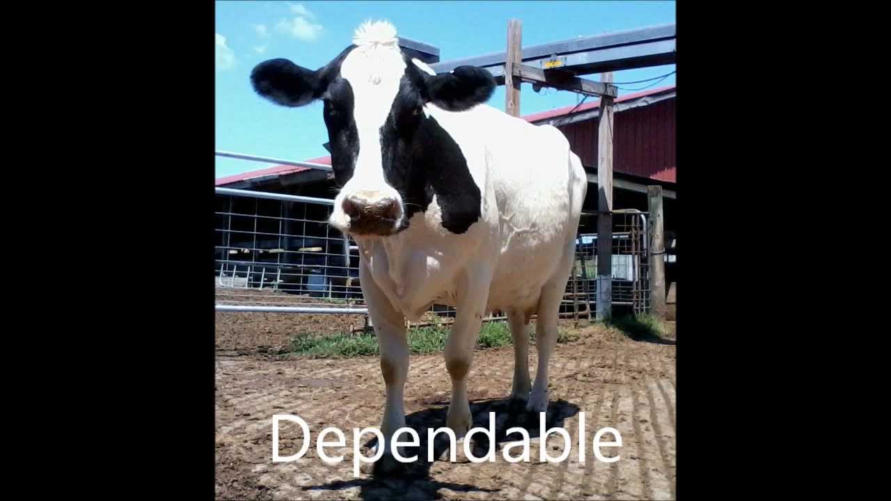 Shirley Cow For President - YouTube
