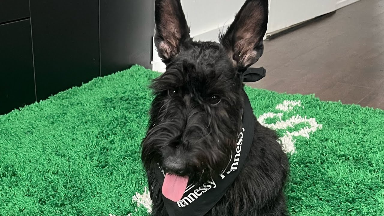 Stella the Scottish Terrier!! Amazing Scots independent and self ...