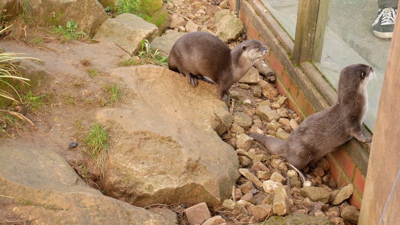 Panasonic Lumix GX800 4K squeeking otters - YouTube