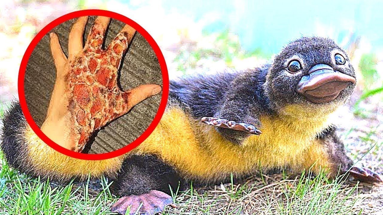 10 SWEET Animals You Should NEVER Touch - YouTube