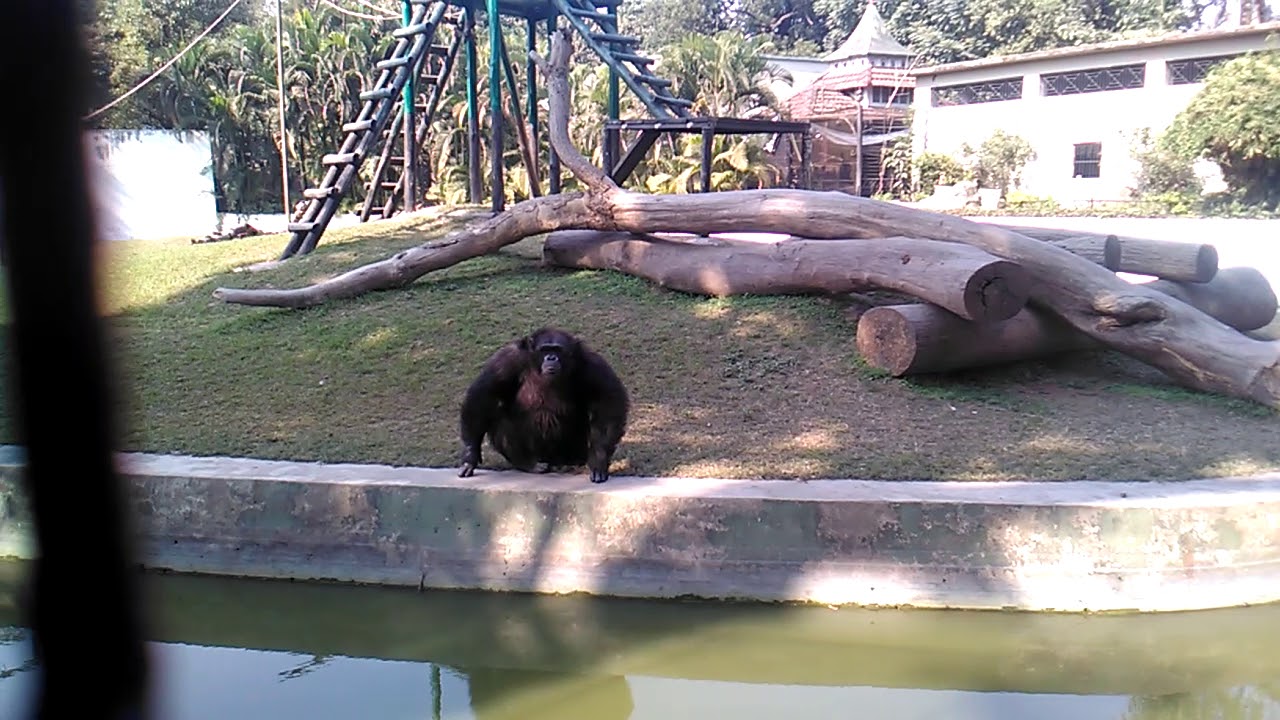 Gorilla with His tunku - YouTube