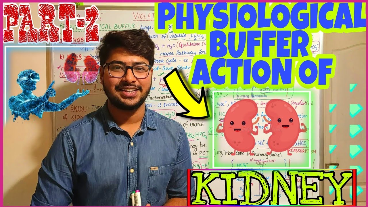 PHYSIOLOGICAL BUFFER SYSTEM OF KIDNEY|| part-2|| acid and base ...