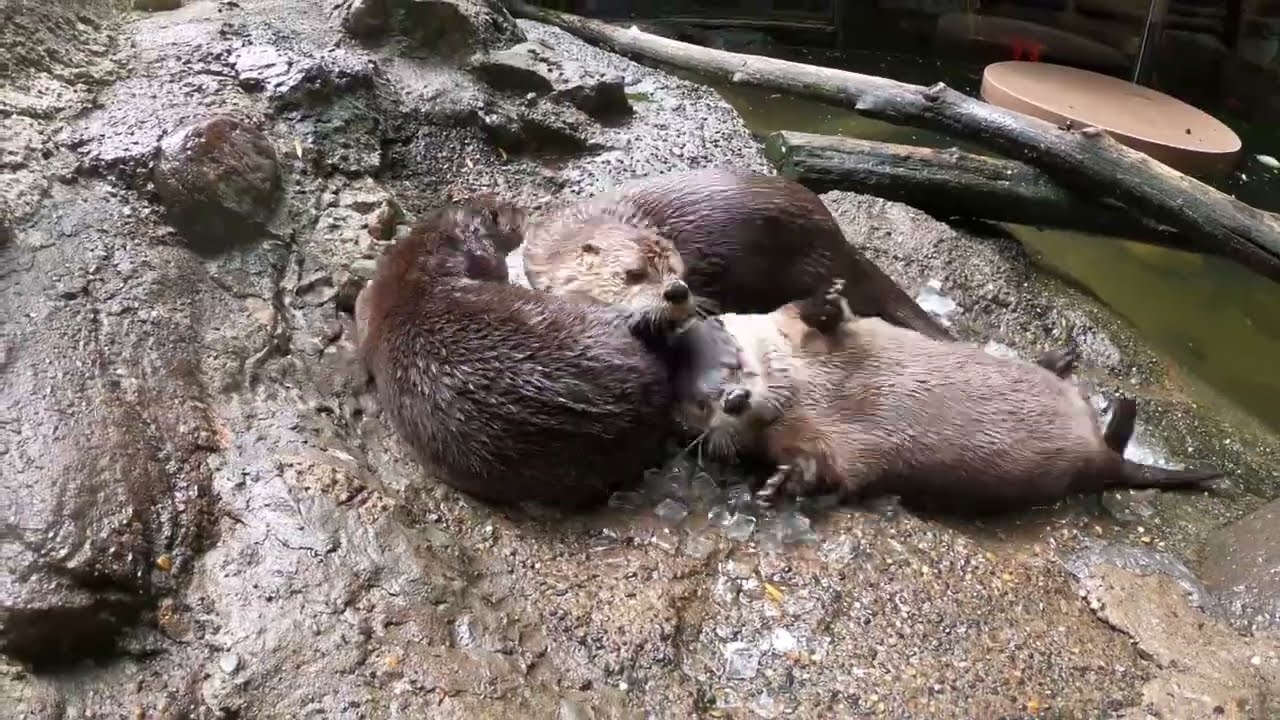 Playful River Otters Wrassle In A Pile Of Ice - YouTube