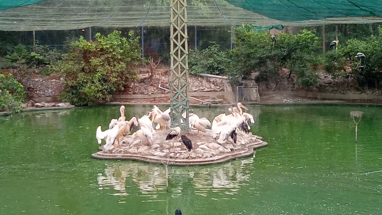 Lucknow zoo migrated birds ! Best Zoo in india best place for birds ...