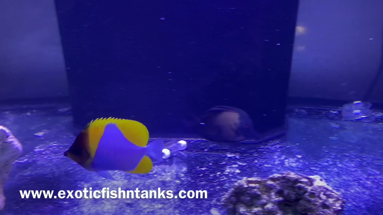 “POPULAR REEF SAFE” Pyramid Butterflyfish!!! - YouTube