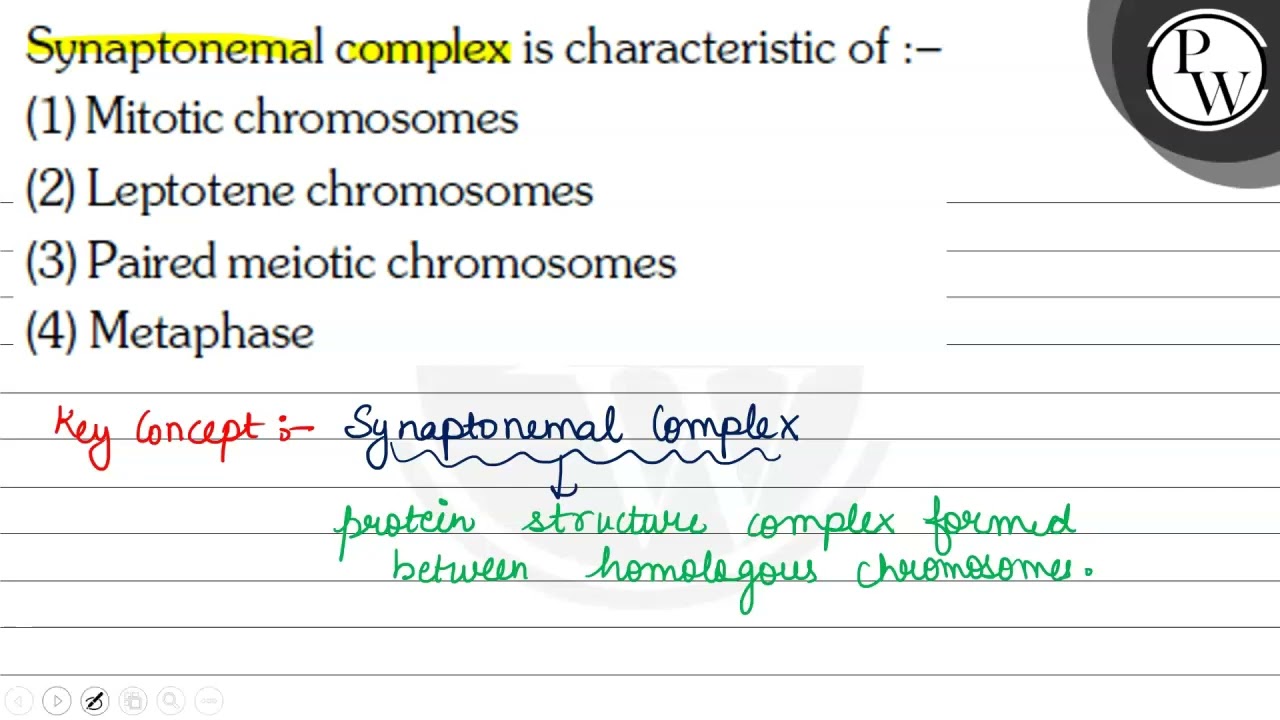 Synaptonemal Complex