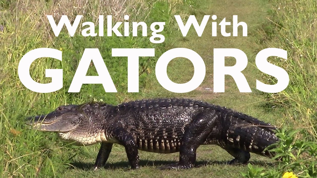 Alligator- Walking with Gators - YouTube