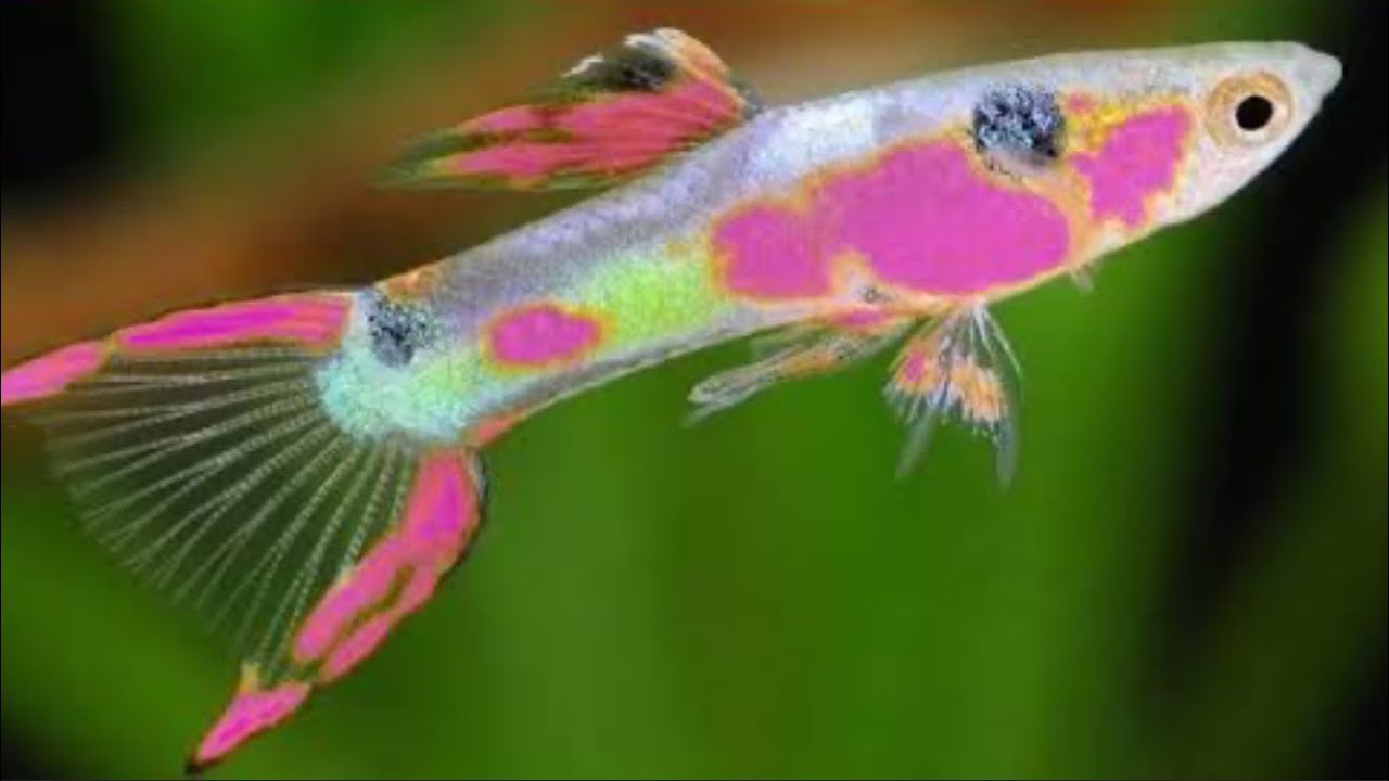 Meet The Most Beautiful PINK GUPPIES - YouTube