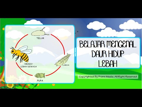 Media Pembelajaran | Belajar Mengenal Daur Hidup Lebah - YouTube