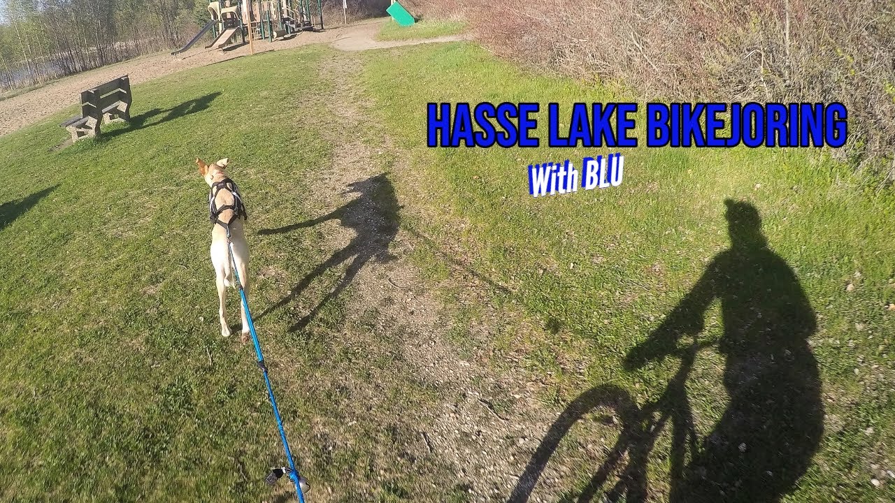 Fast bikejor run with Blu at Hasse Lake - YouTube