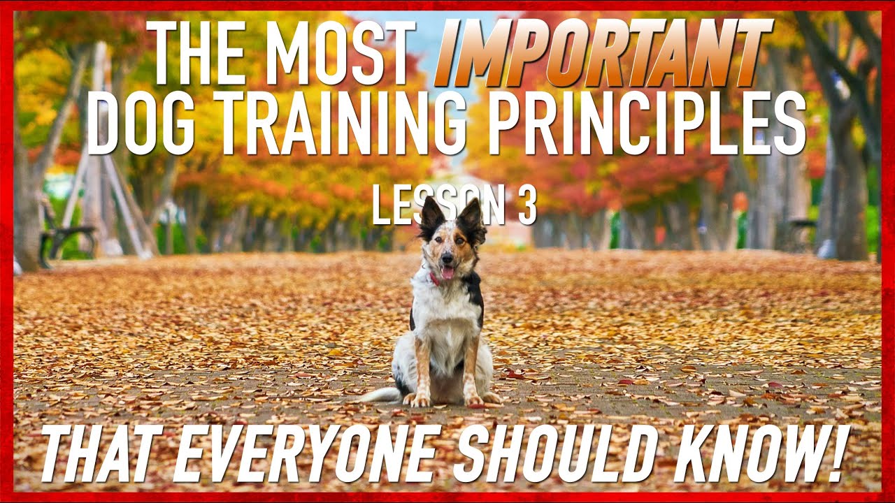 The Most Important Dog Training Principles. - YouTube