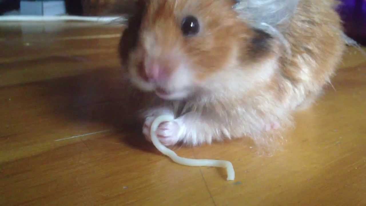 Hamster eating spaghetti - YouTube
