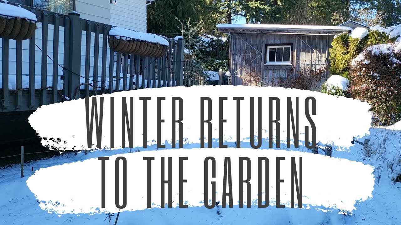 Snowy Scenes in the Garden: Winter Isn't Over Yet - YouTube