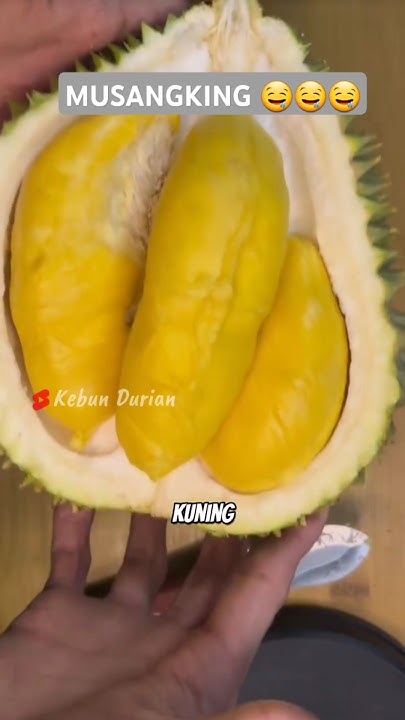 DURIAN MUSANGKING BIJI KEMPES WARNA KUNING KEEMASAN #durian #musangking #buah #kebundurian - YouTube