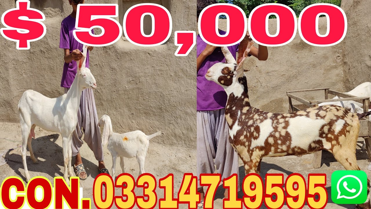 August 19,2024 Shera print bakriyan dera ghazi khan bakra mandi - YouTube