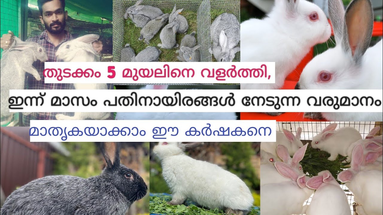 Rabbit Farm Kerala| മികച്ച ലാഭം നേടാം | Pure Breed Rabbits | മുയൽ വള ...