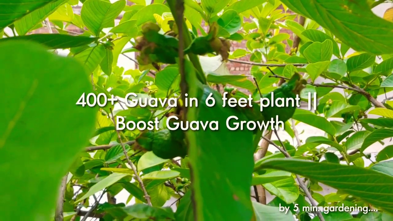 Boost Guava growth || 400+ guava in 6 feet plant. - YouTube