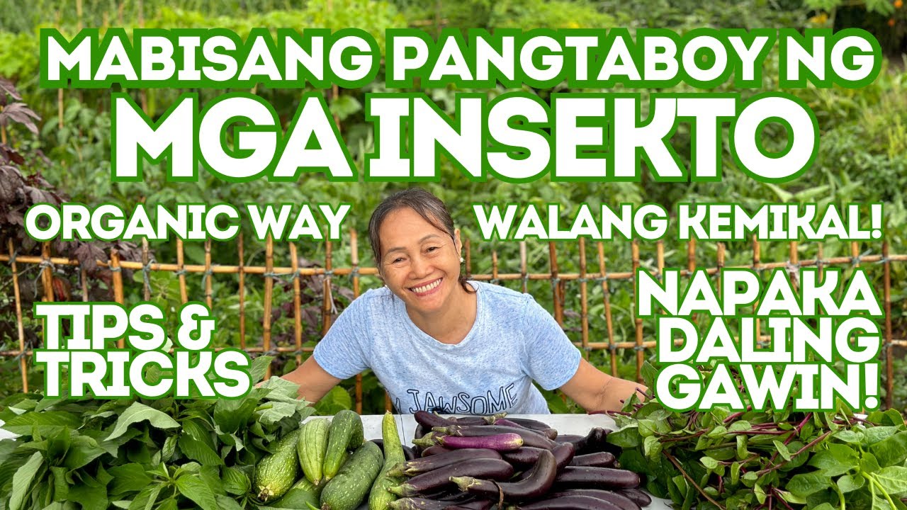 BAKIT WALANG INSEKTO ANG AKING MGA HALAMANG GULAY? Tips and Tricks ...