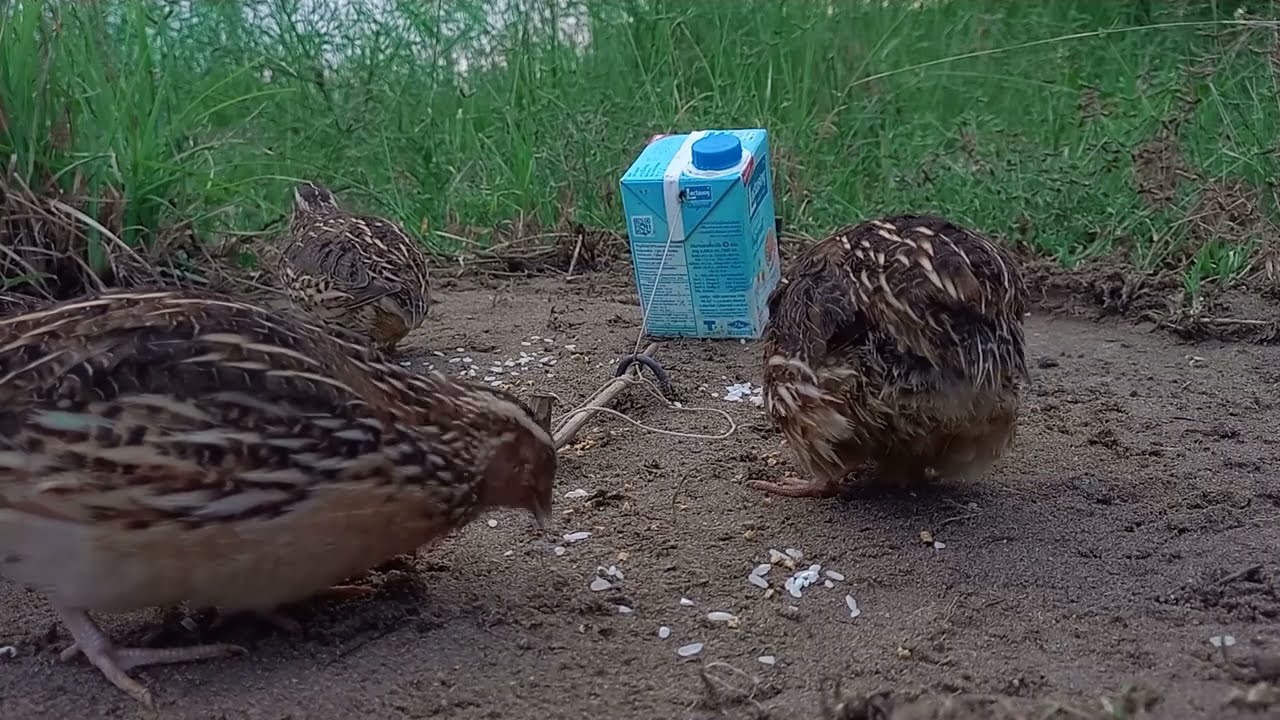 How To Catch Quail With Quick Trapping Technique Using Milk Cans - YouTube