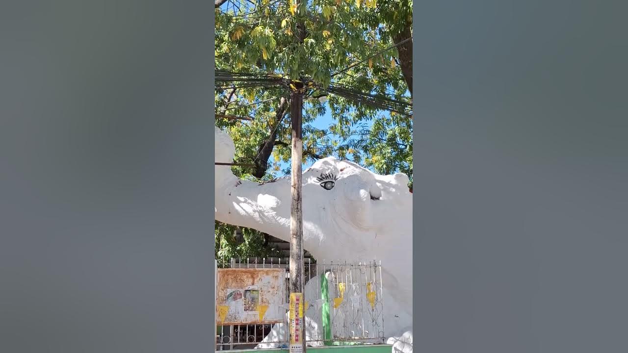Árbol de elefante, barrio de San Diego Izúcar de Matamoros Puebla ...