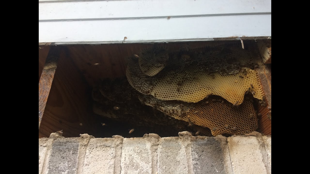 Bee Removal 057 - Kingwood Bees in Floor Joists - YouTube