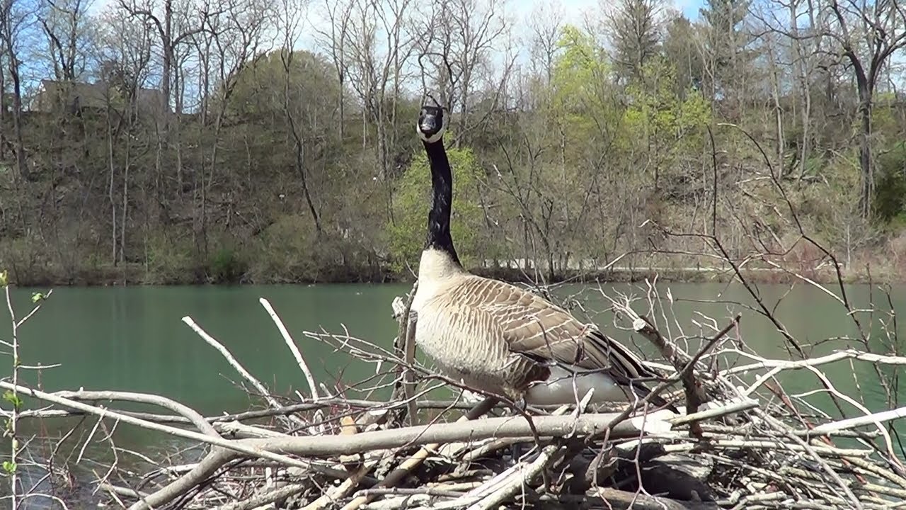 Canada Geese Nest On Beaver Lodge - YouTube