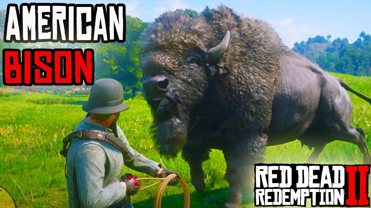American Bison in Red Dead Redemption 2 - YouTube