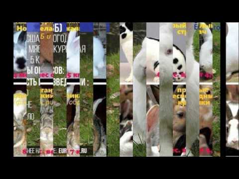 DOVSANLARIN  CINSLERI  VE  ONLAR  HAQDA QISA  MELLUMAT