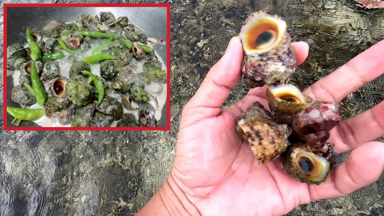Yummy! Sea Shells or "Sihi" + Crabs | Part 1 - YouTube