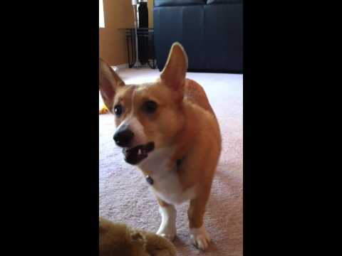 Corgi Barking Complete Guide? (Tips from Owners) | Paws and Learn