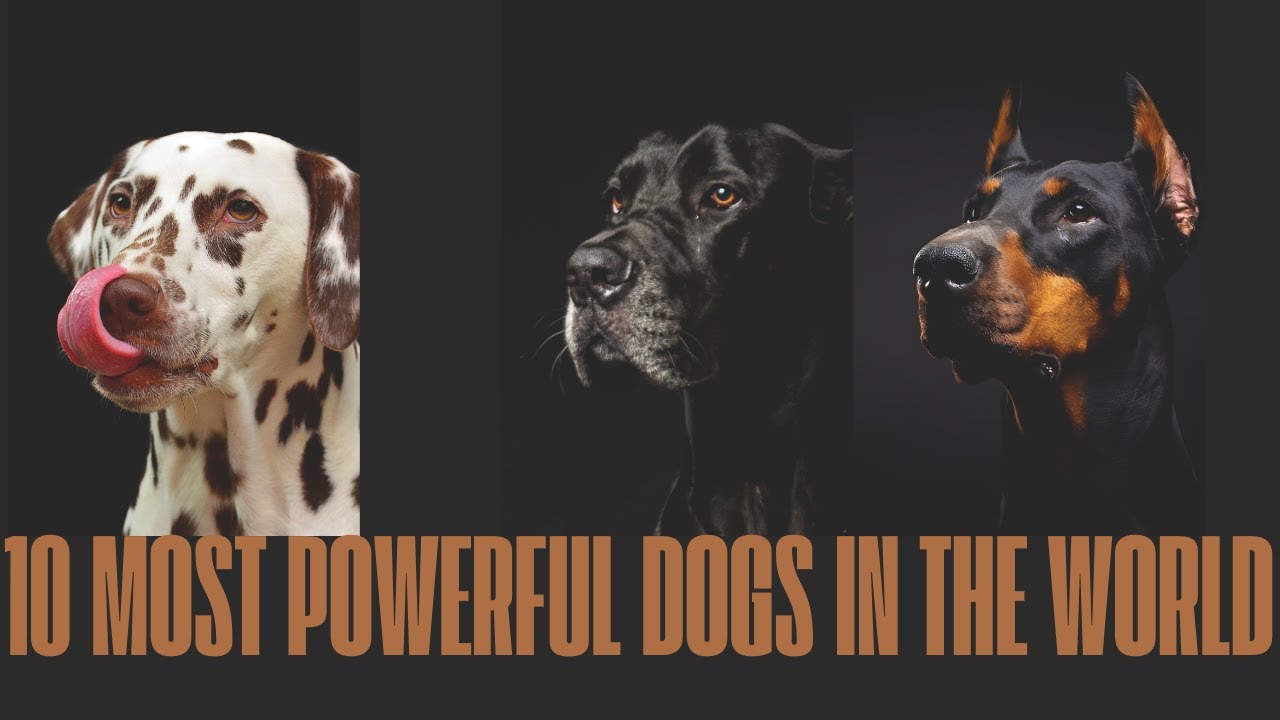2024's Top 10 Most Powerful Dogs #alphadogs - YouTube