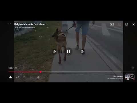 My Happy Dog Shoes AMAZON