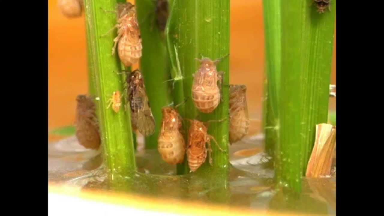 BPH Brown plant hopper zubair - YouTube