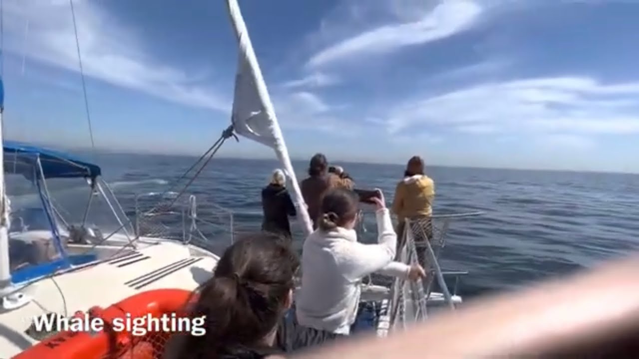 Captain Dave’s Whale Watching 🐳 Dana Point 🐬April 6, 2023 - YouTube