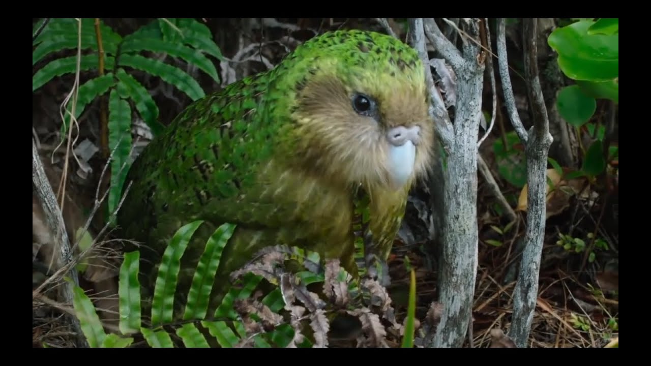 Year 11 Depth Study: Kakapo Endangered Parrot - YouTube