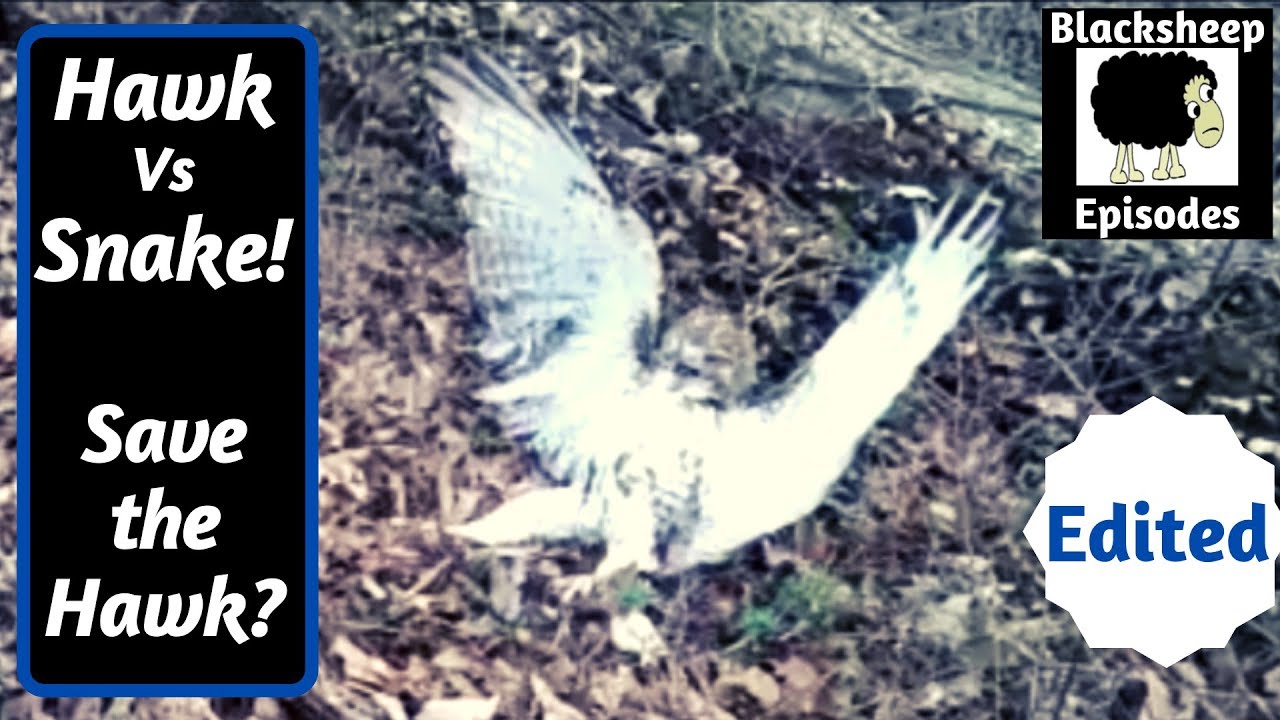 Hawk vs Snake! - YouTube