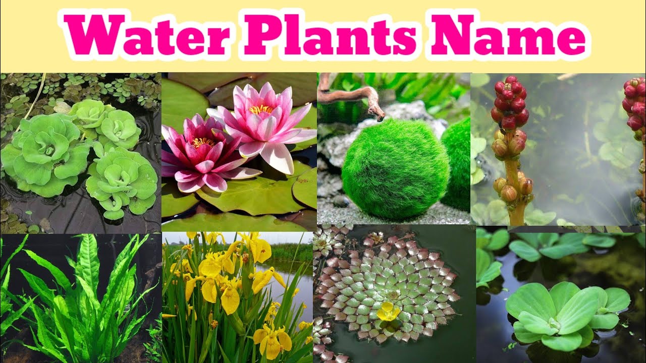 Water plants vocabulary | Name of water plants in English | Aquatic ...
