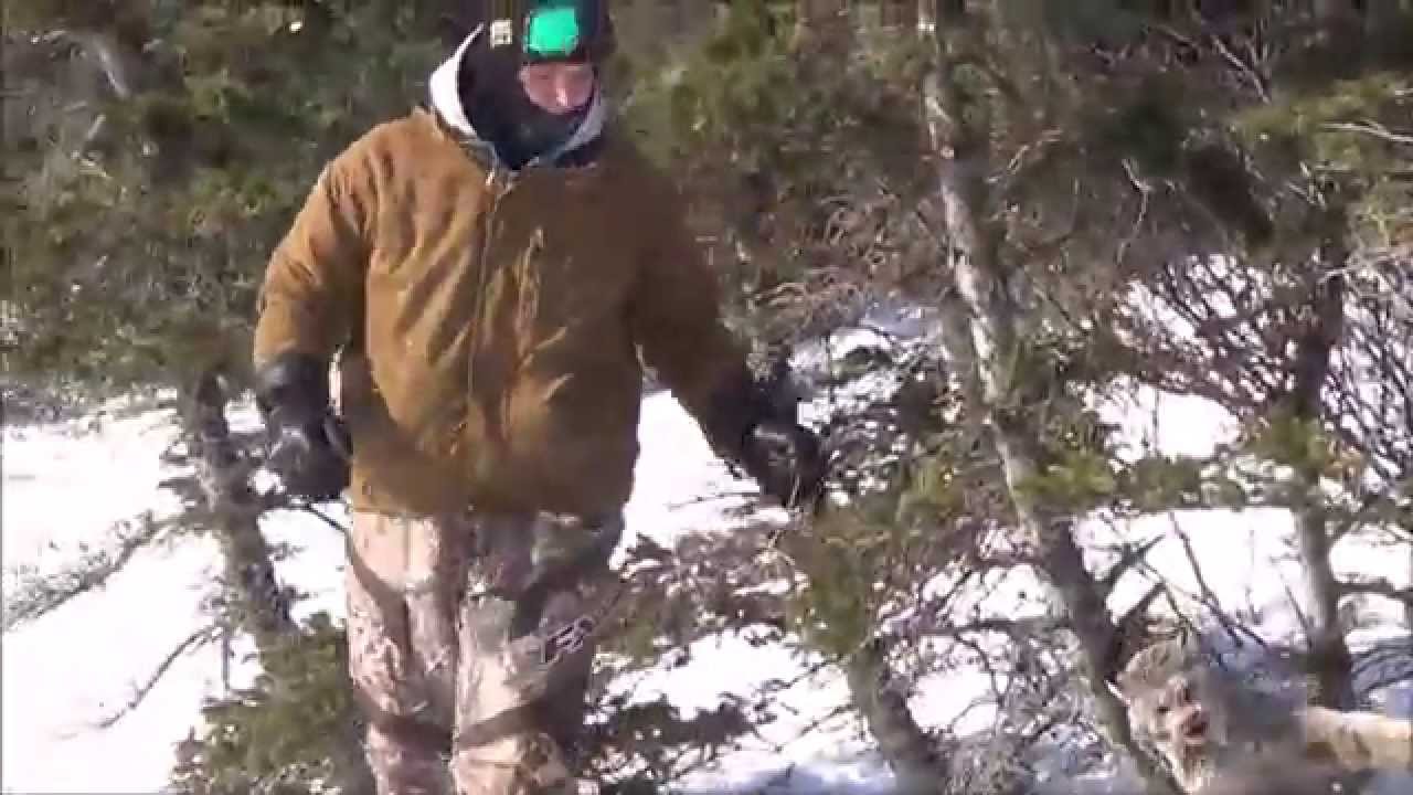 A good day in TheWildNorth finally a trapping video - YouTube