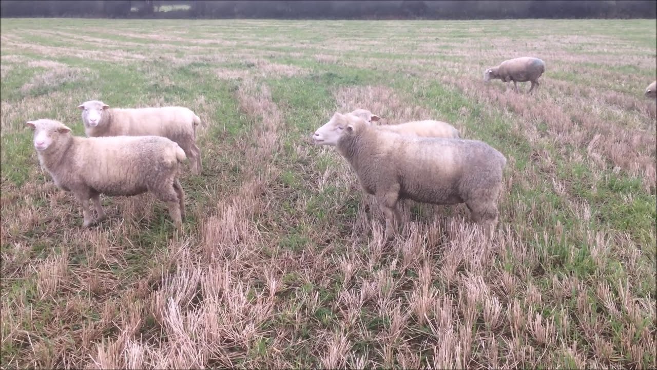 Ram getting the job done with 22 ewes in late October 2020 - family ...