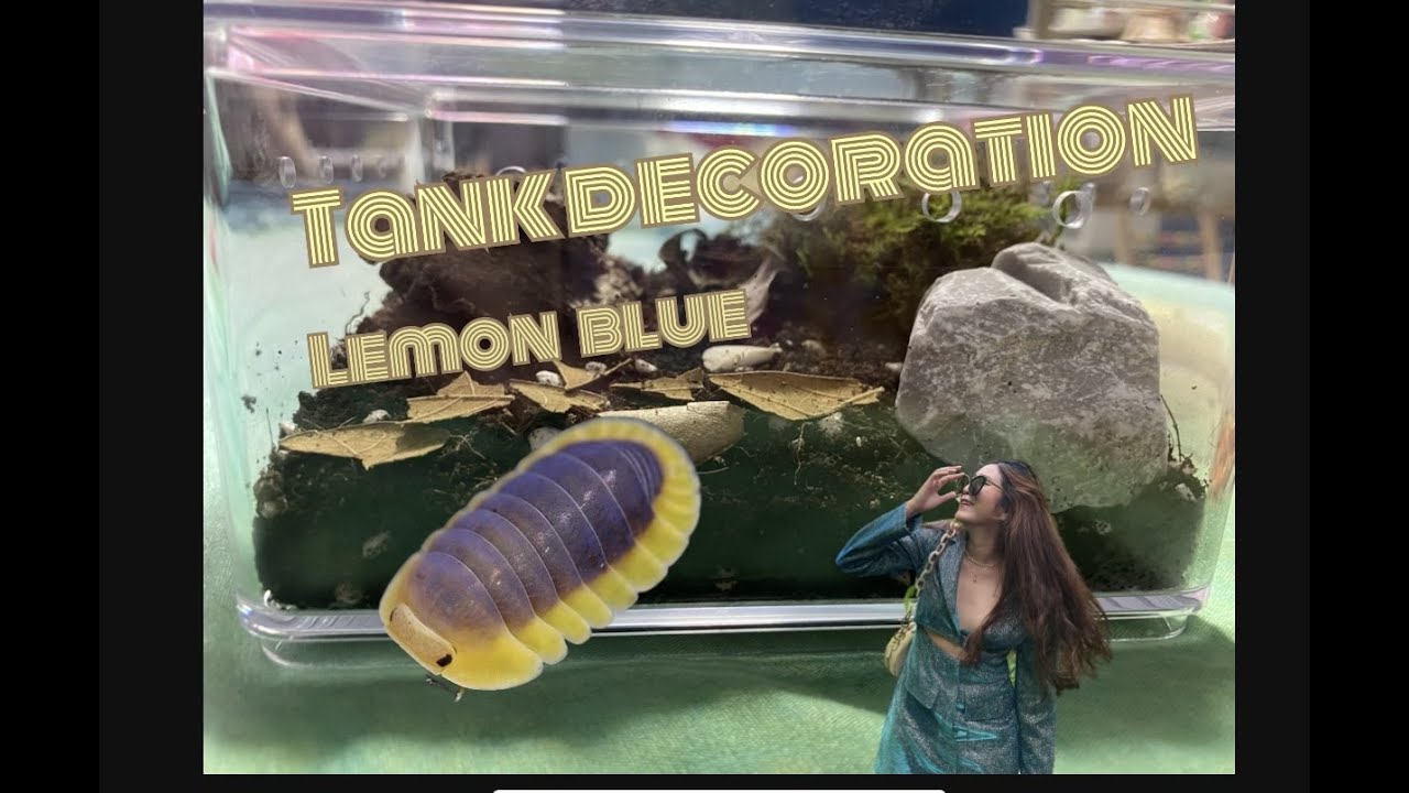 isopod tank arrangement มาจัดบ้านให้ น้องพอดกัน - YouTube