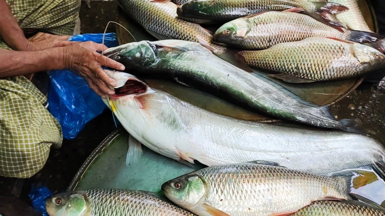 Amazing Fish Market || Awesome Big Fish - YouTube