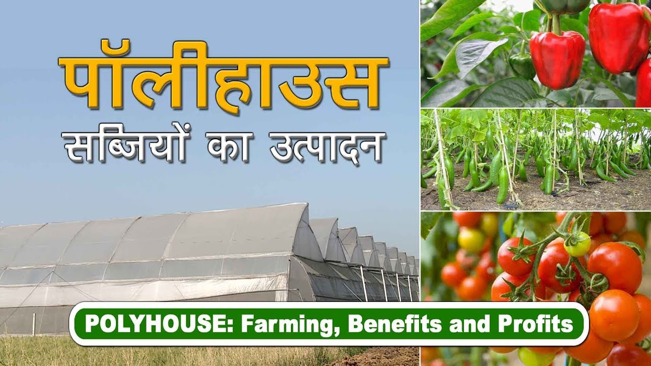Poly House: Profitable vegetable Farming | पॉली हाउस में सब्जियों का ...