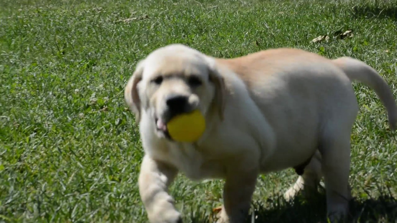 10 weeks adorable Labrador Retriever puppy playing with his toys - YouTube
