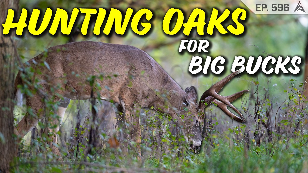 Common mistakes When Hunting oak trees for Deer! How To Find Oak Trees ...