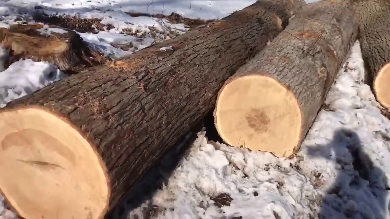 White Oak for the Wood-Mizer ? - YouTube